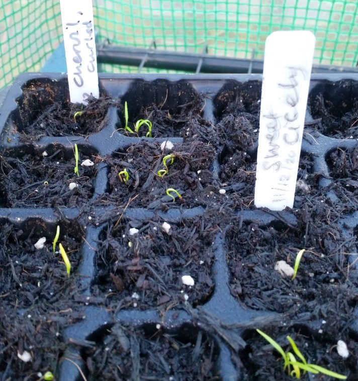 Plant propagation course – Earthed Up!