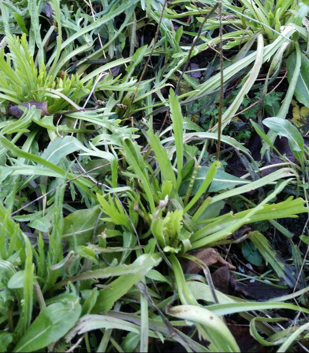 Minutina aka Erba Stella – Earthed Up!