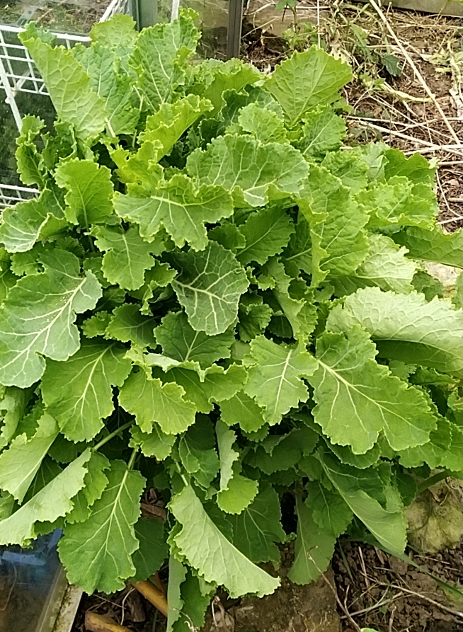 Daubenton’s Perennial Kale – Earthed Up!