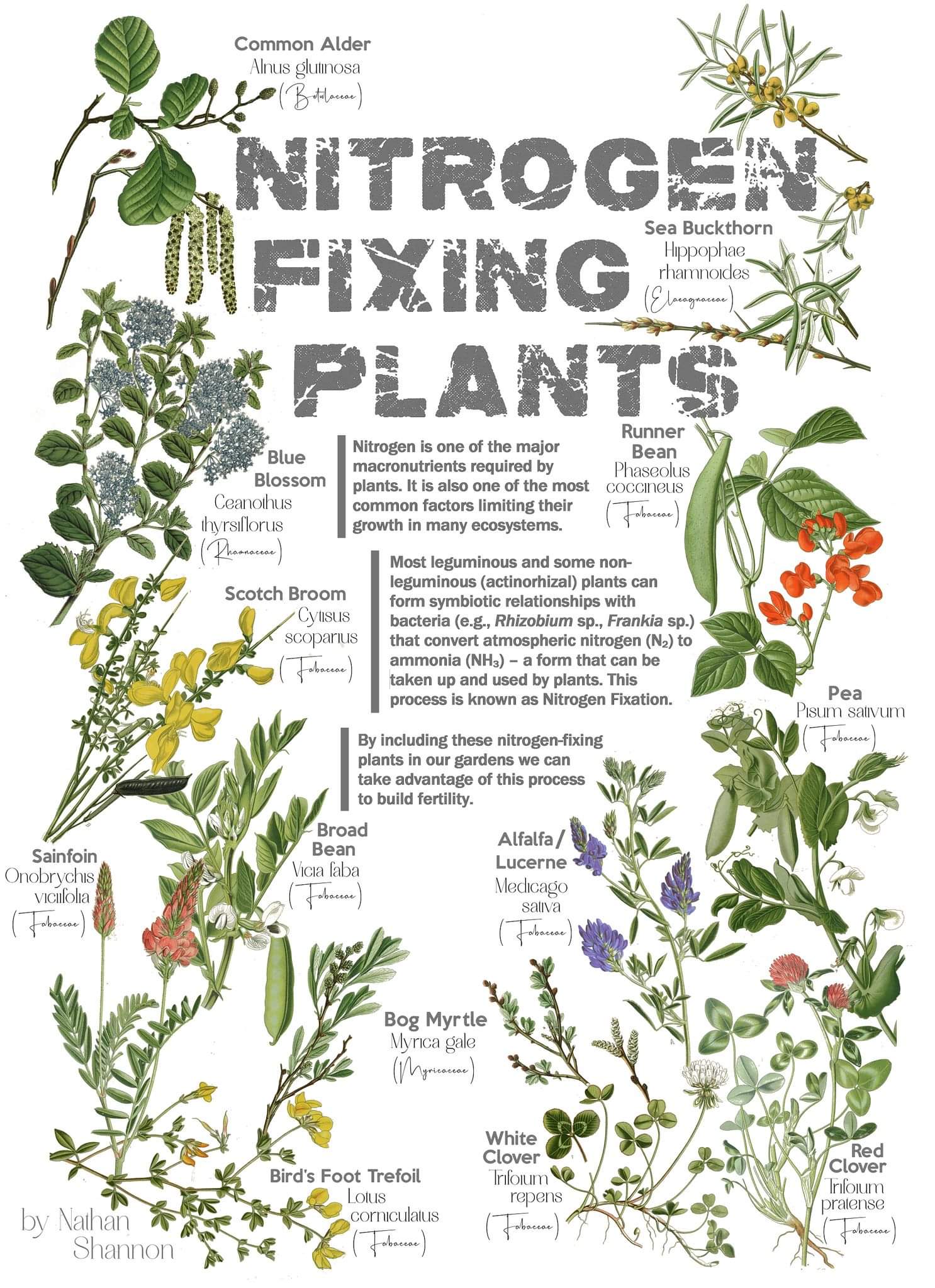 Nitrogen fixing plants – a poster – Earthed Up!
