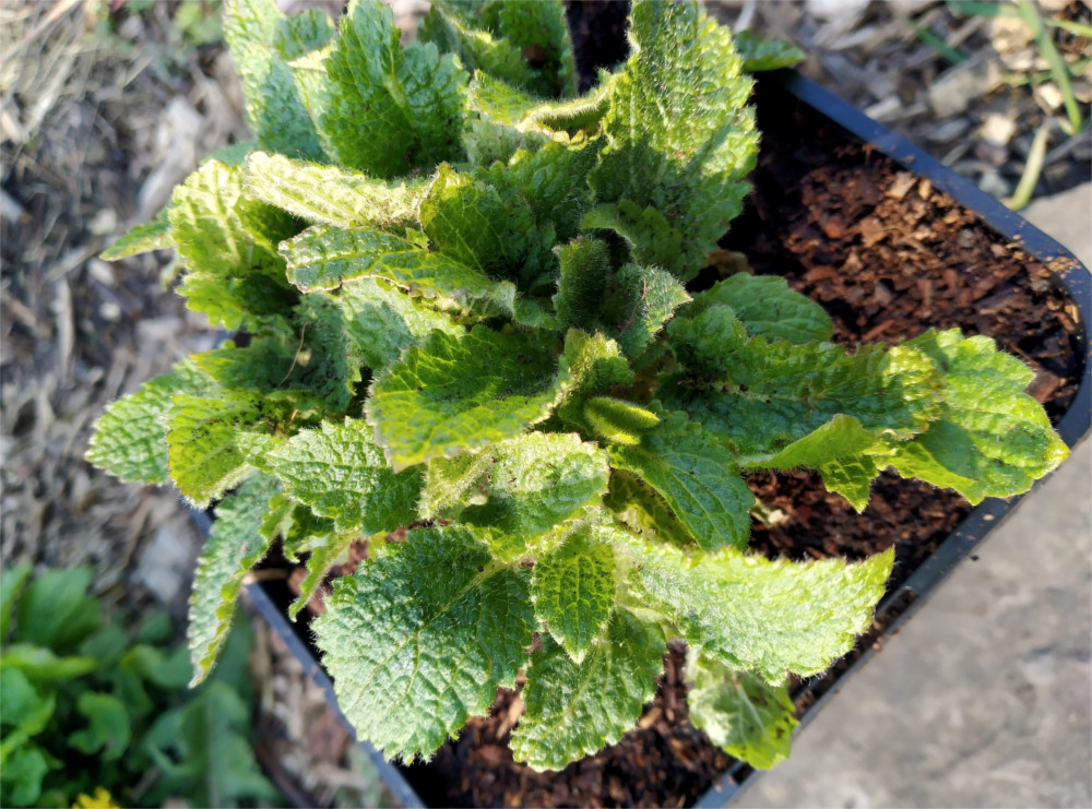 Plants – Earthed Up!