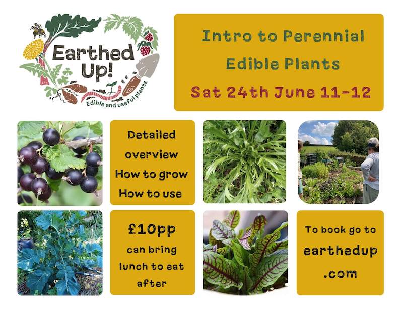 Intro to Perennial Edible Plants 24th June 11am-12pm £10pp – Earthed Up!