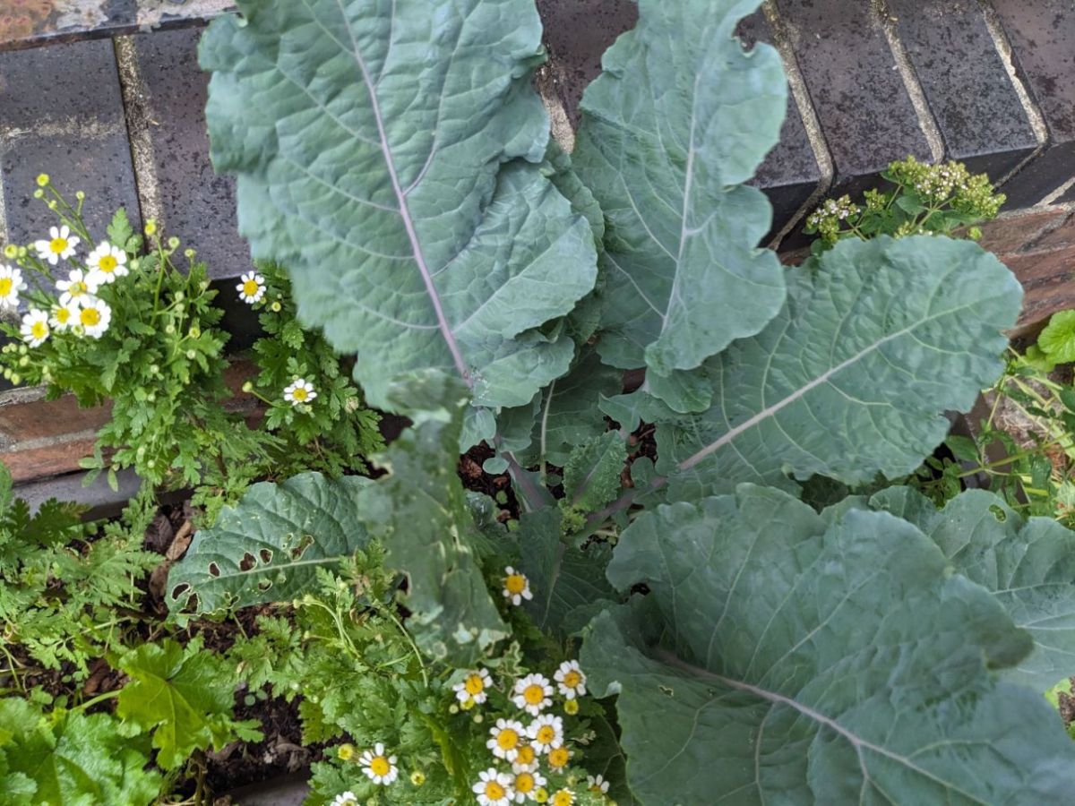 Plants – Earthed Up!