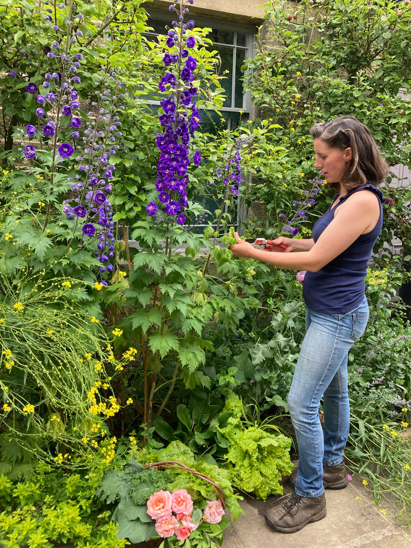 Earthed Up! – Edible & useful plant nursery, Derbyshire