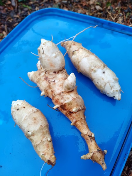 Harvesting Oca Mashua and Sunchokes Video + Recipes – Earthed Up!